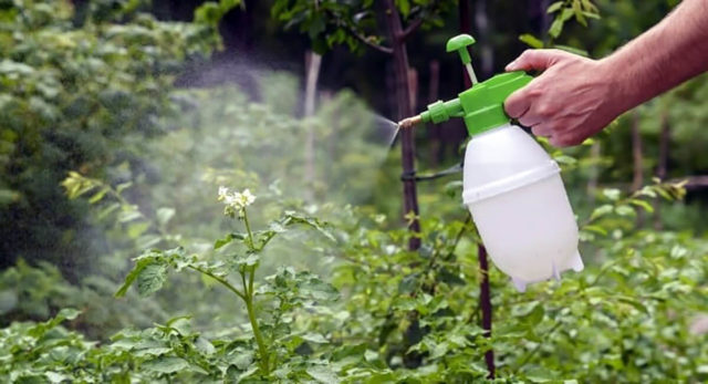 Insecticidas naturales para huertos y jardines - Agralia Jardín