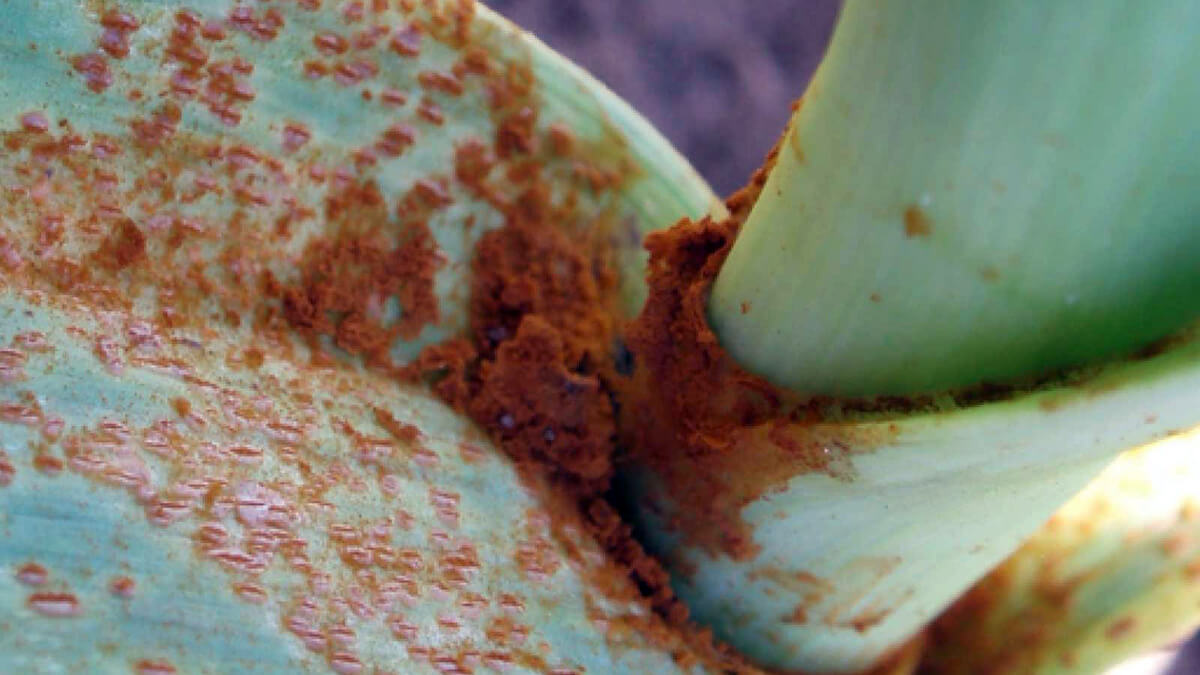 Enfermedades de plantas en verano y cómo combatirlas - Agralia Jardín