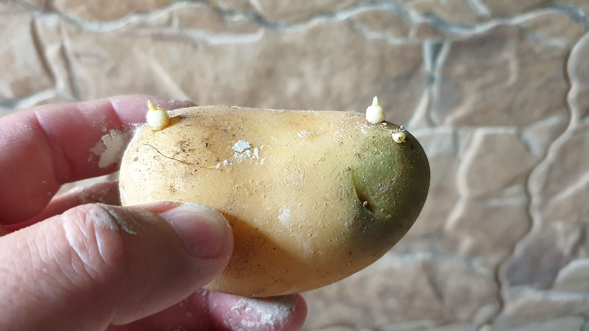 Eliminar brotes y manchas de las patatas - Agralia Jardín