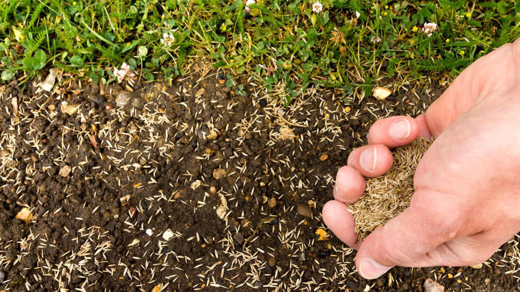 Cómo cuidar el césped durante el otoño - Agralia Jardín