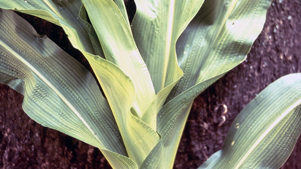 Características del uso de azufre en la agricultura - Agralia Jardín