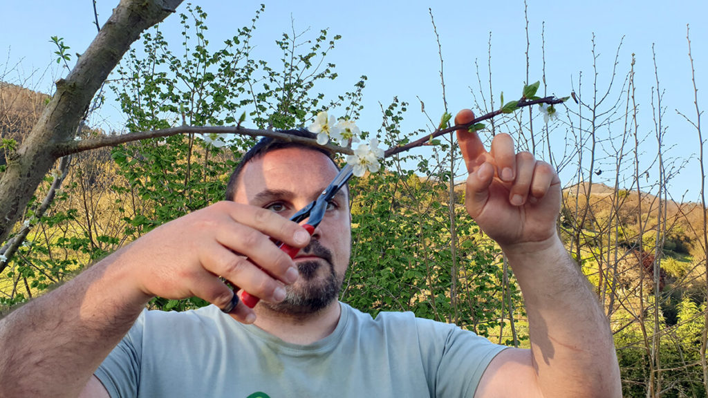 Cómo podar correctamente durante el otoño - Agralia Jardín