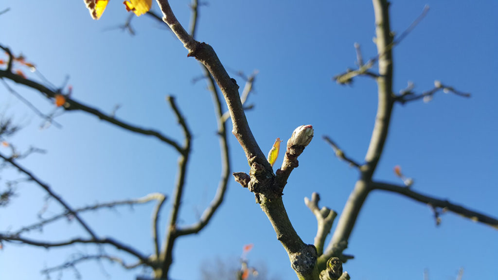 Cómo podar correctamente durante el otoño - Agralia Jardín