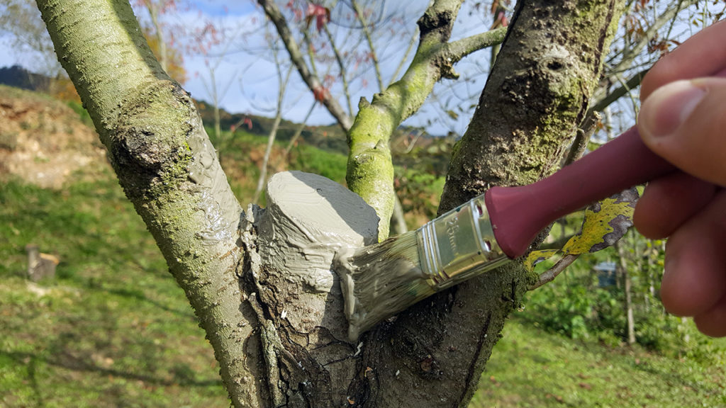 Cómo y con qué curar las heridas poda de los árboles - Agralia Jardín