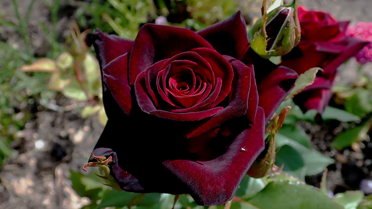 Consejos básicos para cultivar rosales - Agralia Jardín