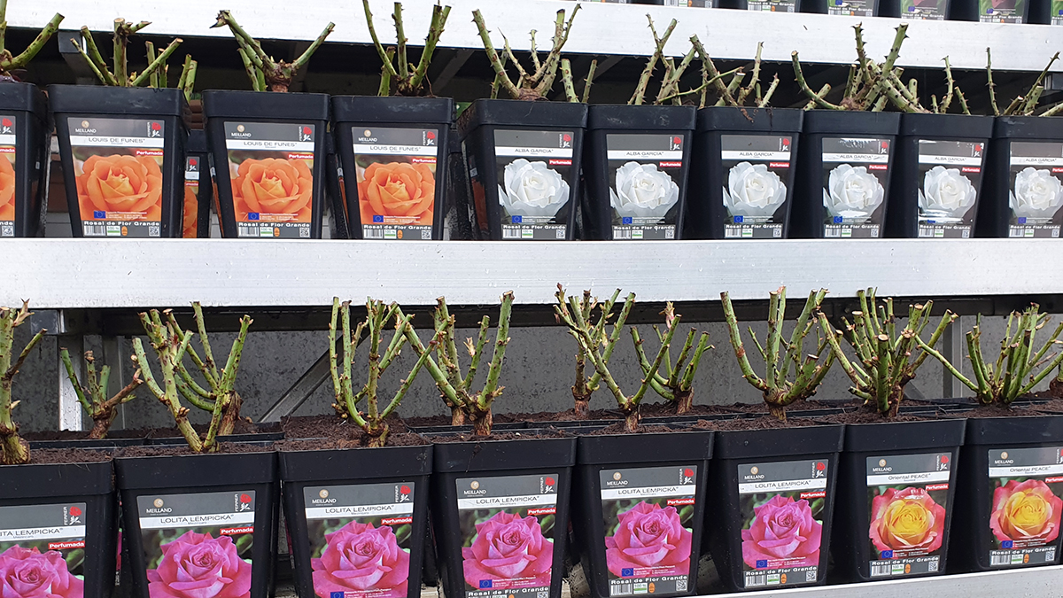 Consejos básicos para cultivar rosales - Agralia Jardín