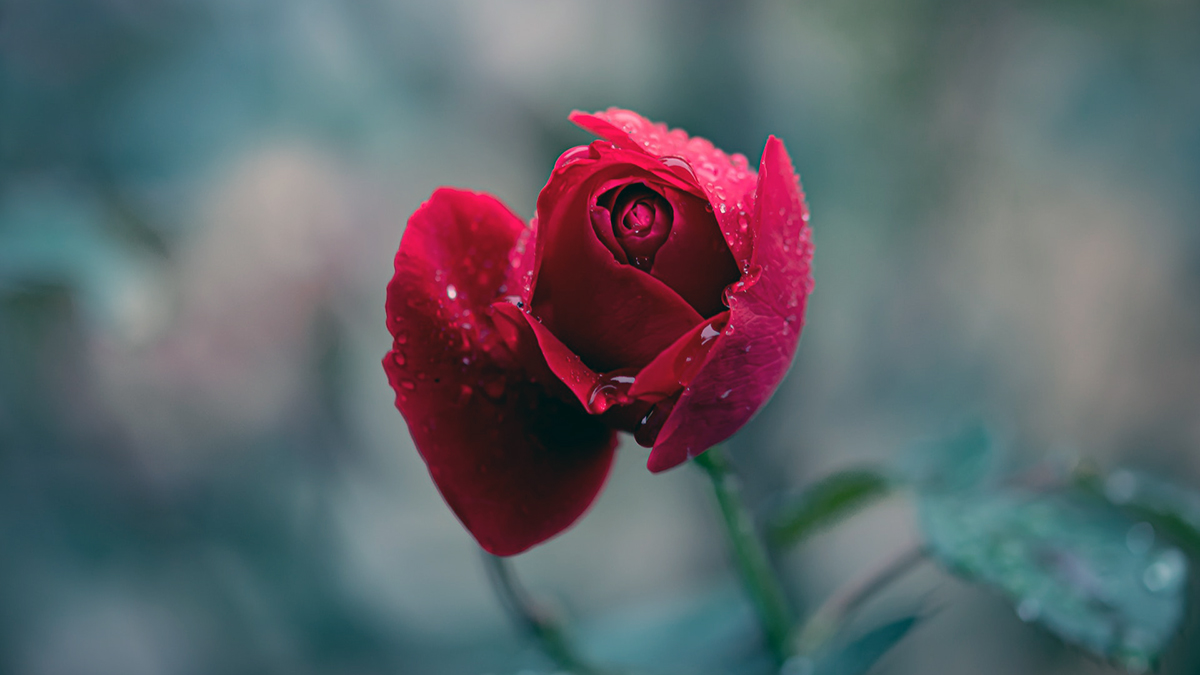 Consejos básicos para cultivar rosales - Agralia Jardín