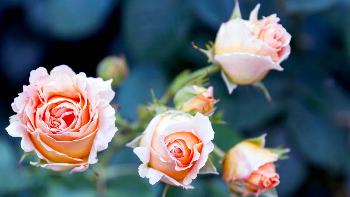 Consejos básicos para cultivar rosales - Agralia Jardín