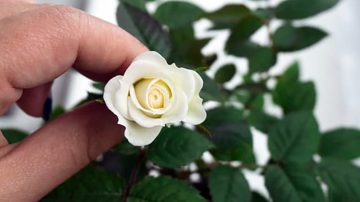 Especial San Valentín: Cuidados de la rosa de pitiminí - Agralia Jardín