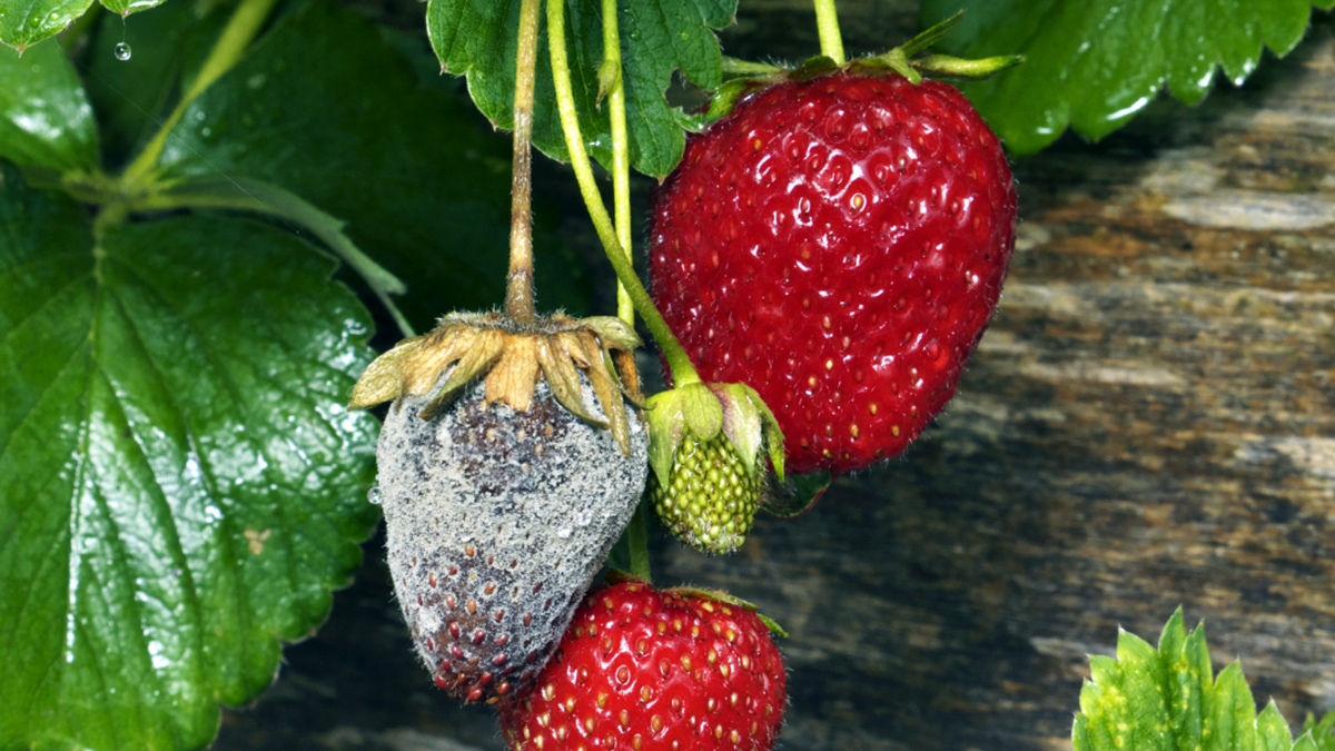 Cómo evitar las plagas en las fresas
