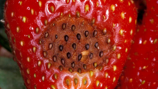 Cómo evitar las plagas en las fresas