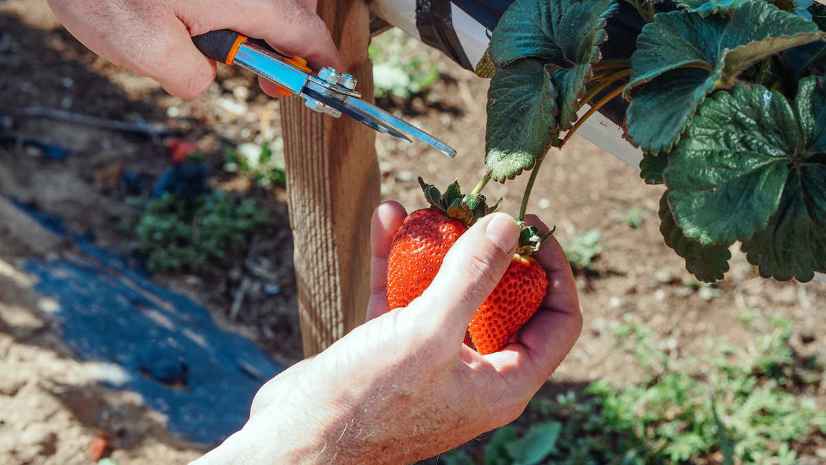 Consejos básicos para cultivar fresas y fresones - Agralia Jardín