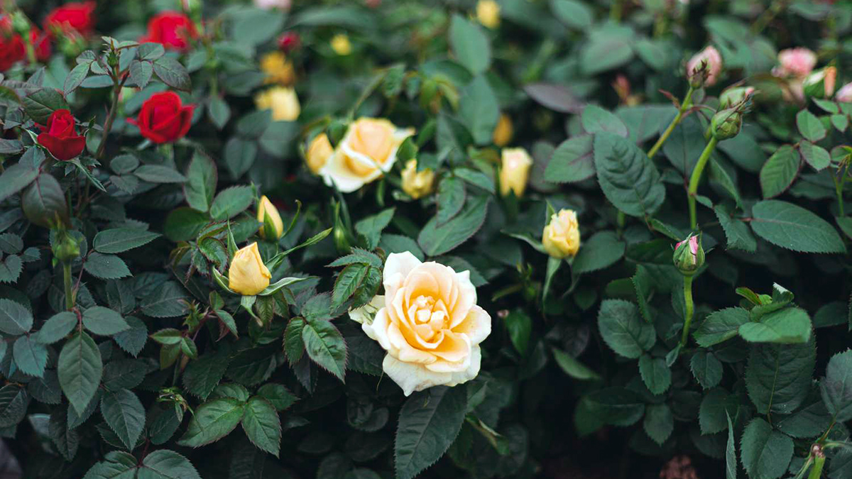 Especial San Valentín: Cuidados de la rosa de pitiminí - Agralia Jardín