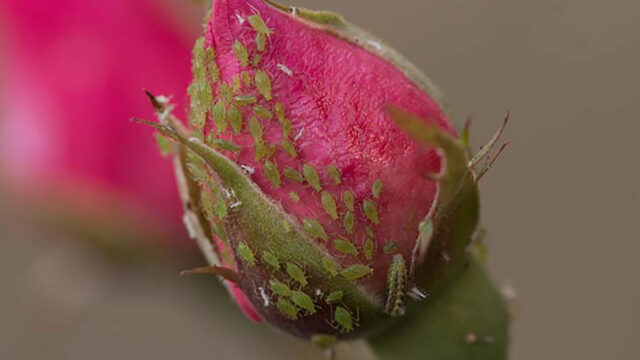 Consejos para cultivar el rosal mini en exterior - Agralia Jardín