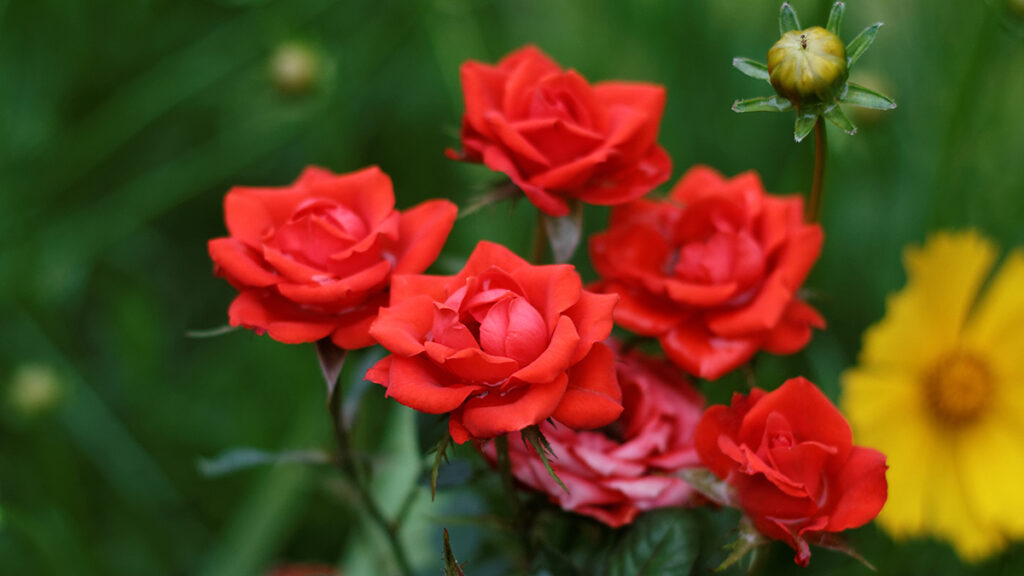 Consejos para cultivar el rosal mini en exterior - Agralia Jardín